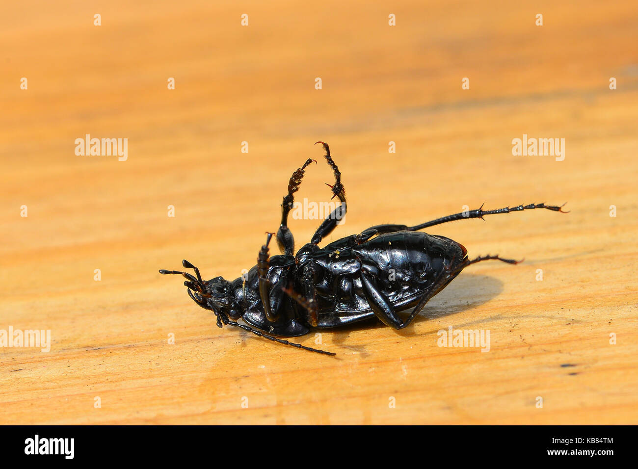 Dead beetle upside down on wooden table Stock Photo - Alamy