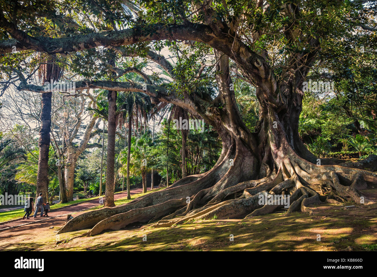 Ancient Australian fig tree in the botanical gardens, Ponta Delgarda ...