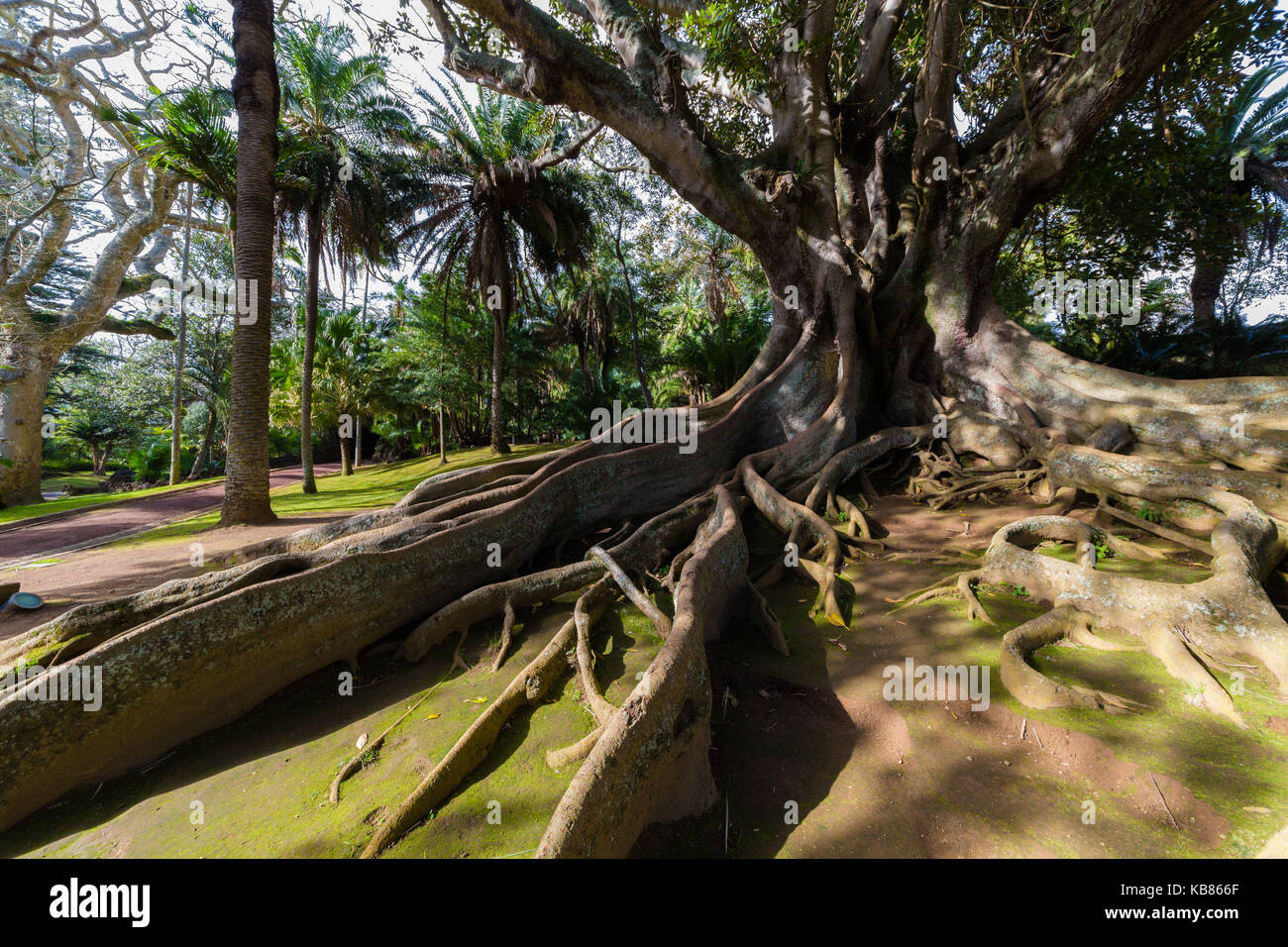 Ancient Australian fig tree in the botanical gardens, Ponta Delgarda ...