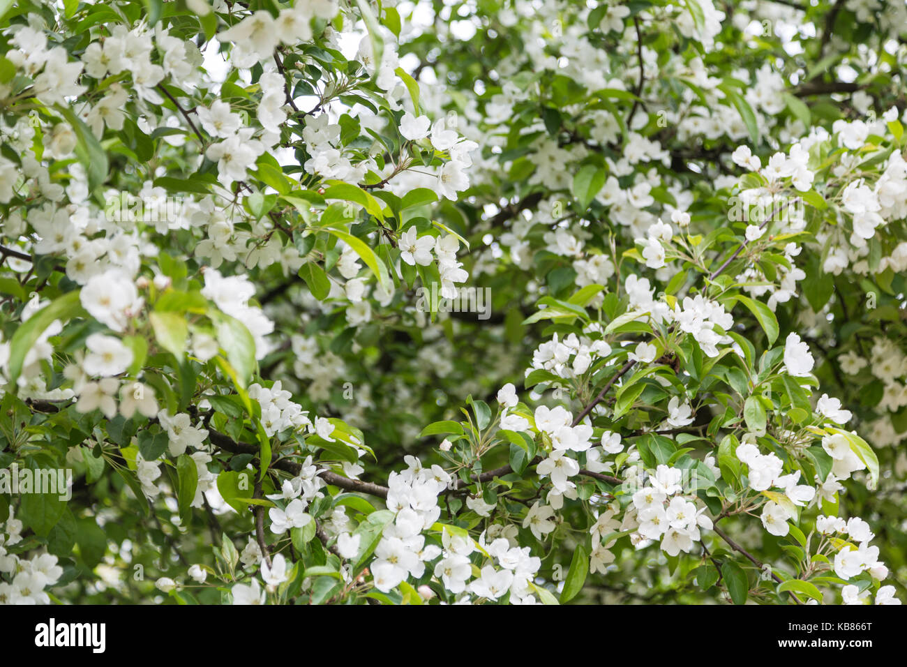 Spring blossom, in Oldbury Court Estate, Bristol Stock Photo - Alamy