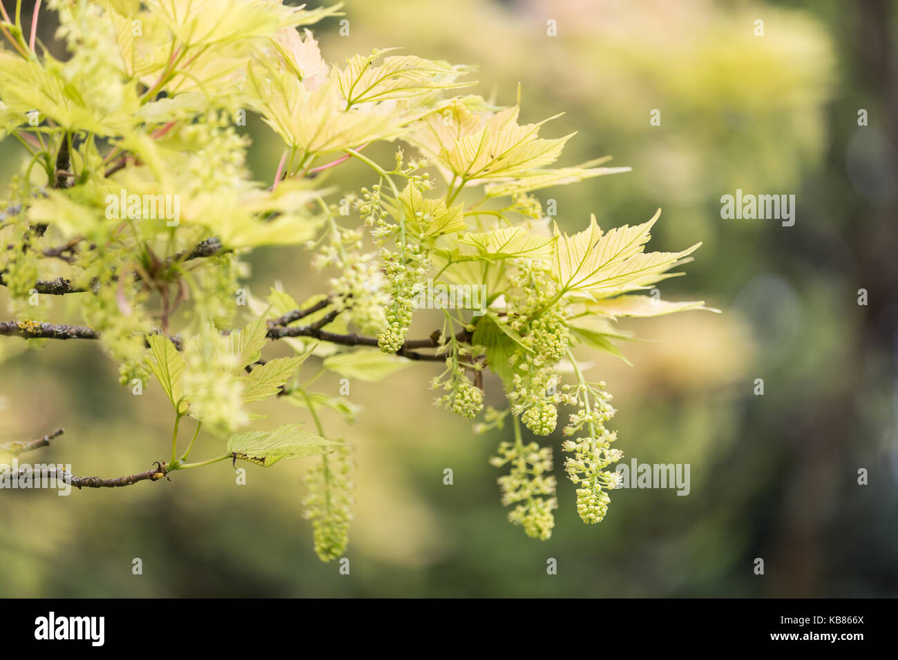 Spring foliage, in Oldbury Court Estate, Bristol Stock Photo - Alamy