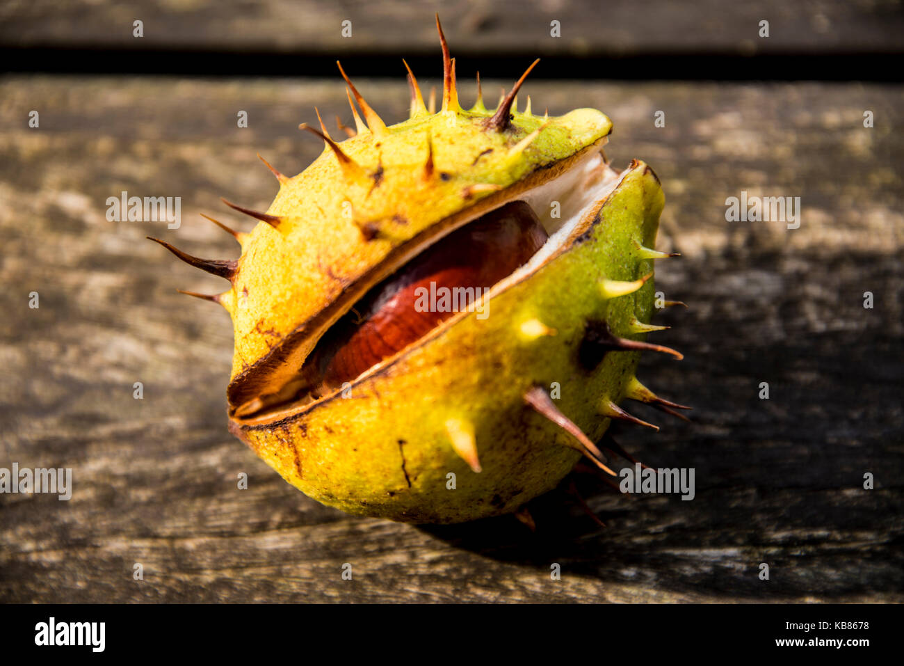 Horse Chestnut / Conker, Un Opened Spikey Case, on a wooden background ...