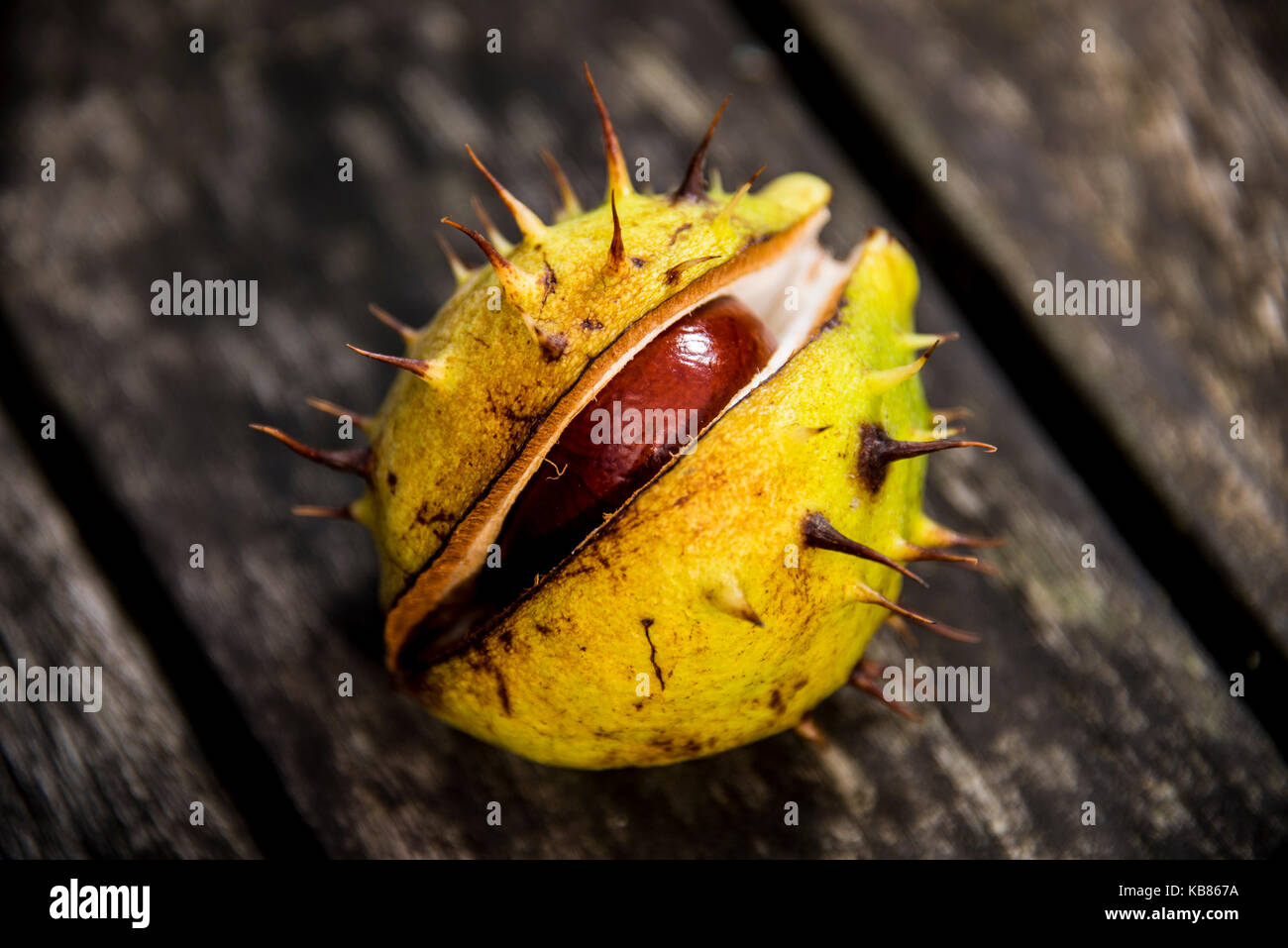 Horse Chestnut / Conker, Un Opened Spikey Case, on a wooden background ...