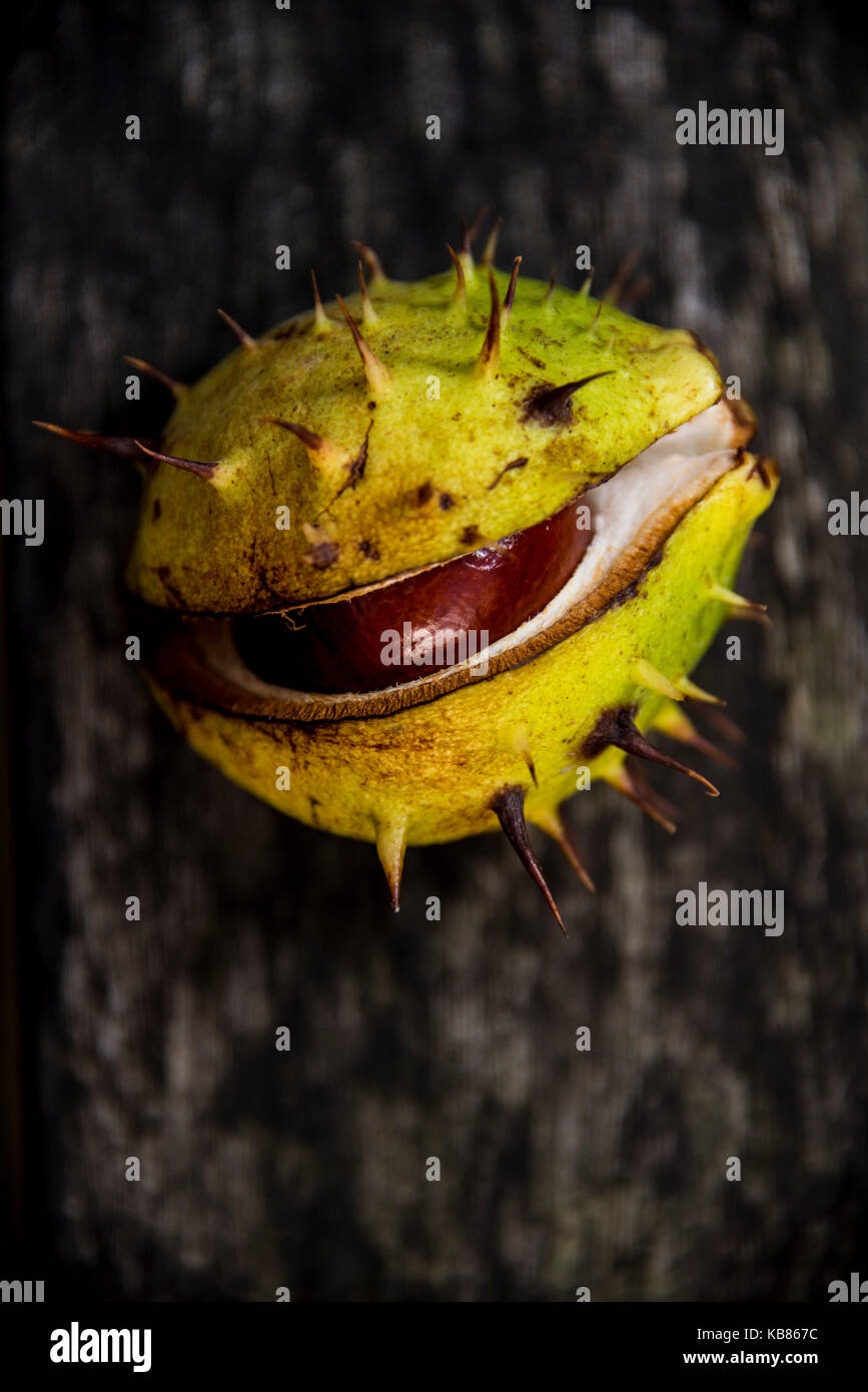 Un conker hi-res stock photography and images - Alamy