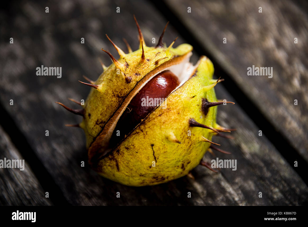 Horse Chestnut / Conker, Un Opened Spikey Case, on a wooden background ...