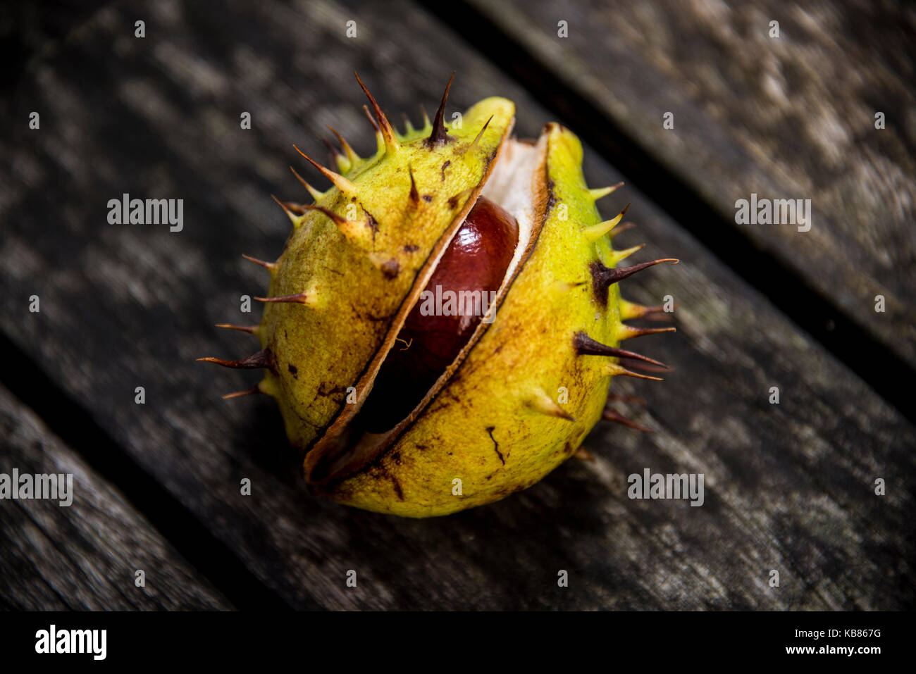 Horse Chestnut / Conker, Un Opened Spikey Case, on a wooden background ...