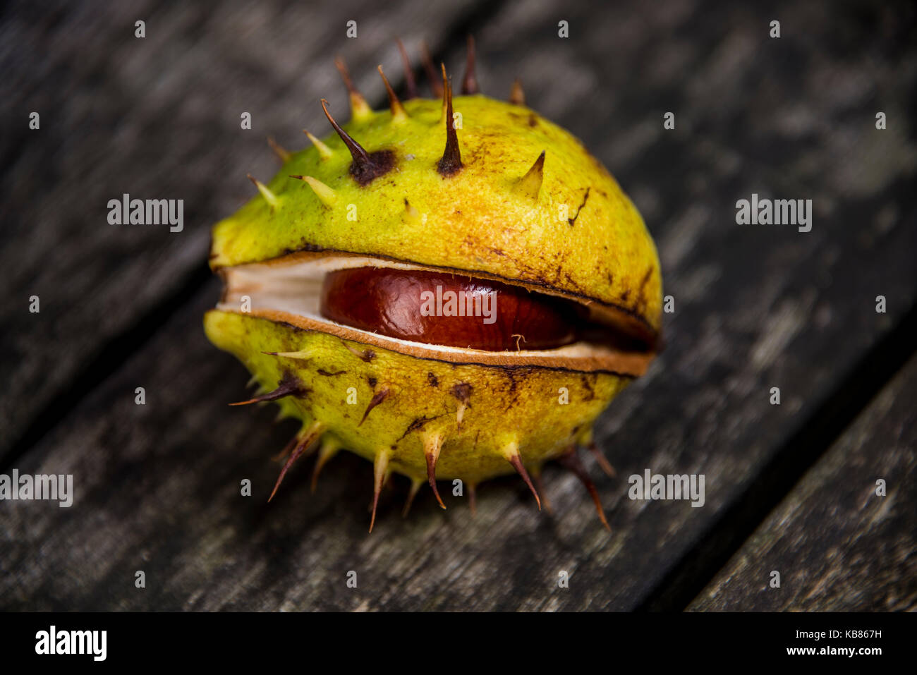 Horse Chestnut / Conker, Un Opened Spikey Case, on a wooden background ...