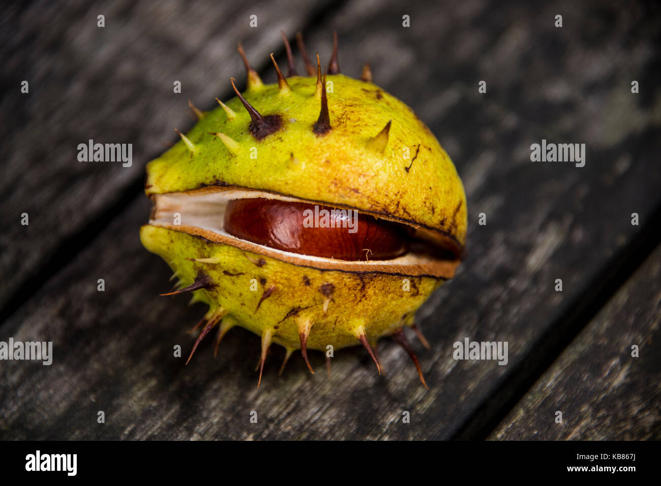 Horse Chestnut / Conker, Un Opened Spikey Case, on a wooden background ...