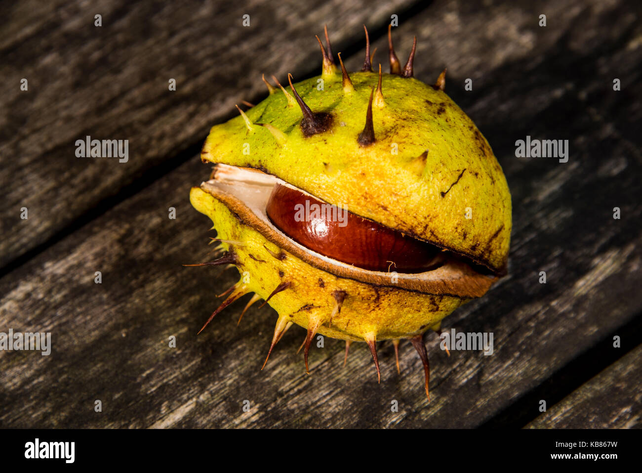Horse Chestnut / Conker, Un Opened Spikey Case, on a wooden background ...