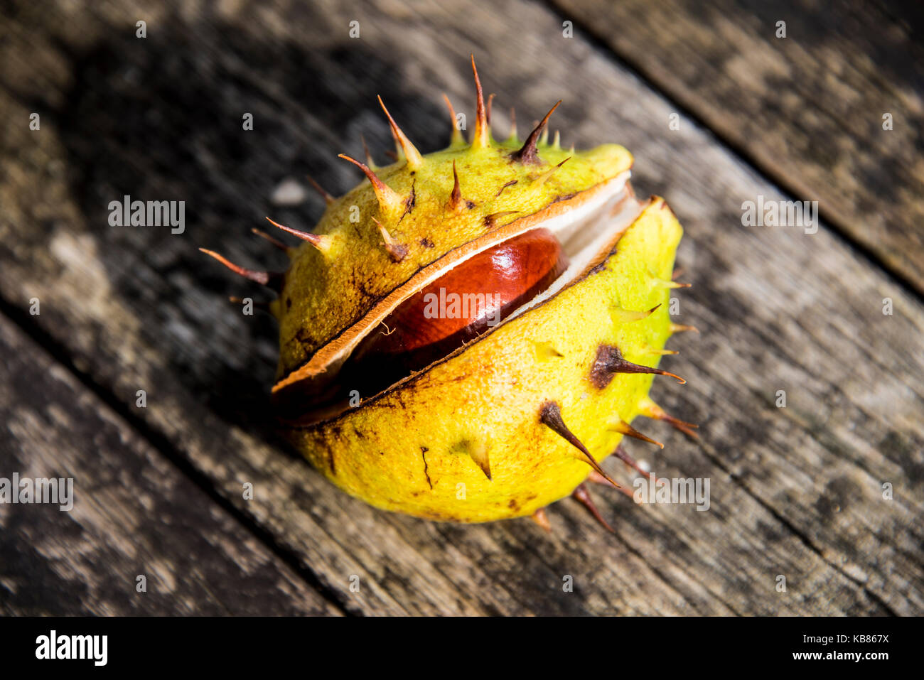 Horse Chestnut / Conker, Un Opened Spikey Case, on a wooden background ...