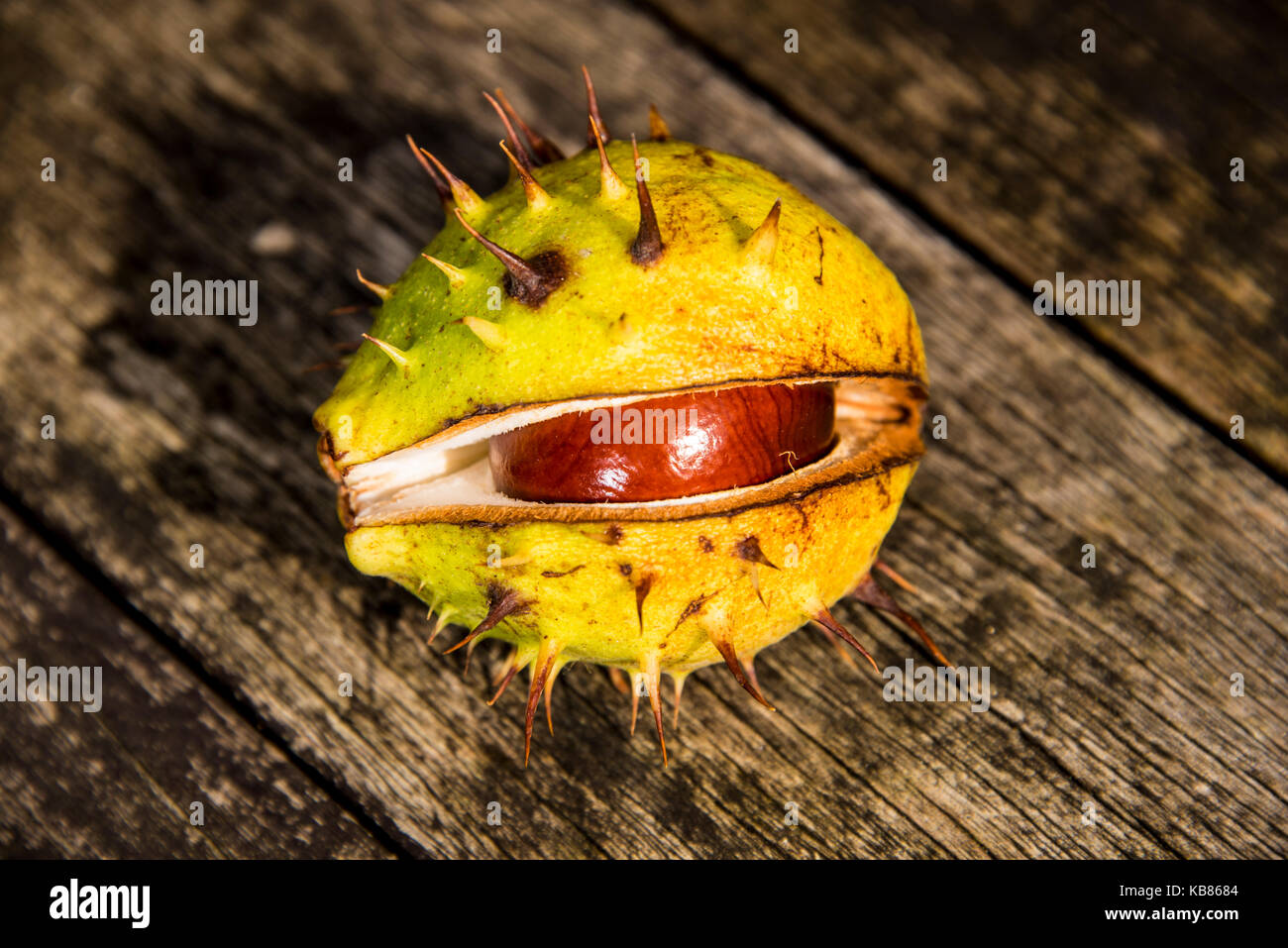 Horse Chestnut / Conker, Un Opened Spikey Case, on a wooden background ...