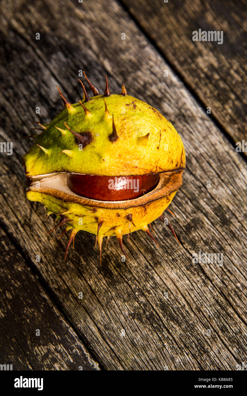 Horse Chestnut / Conker, Un Opened Spikey Case, on a wooden background ...