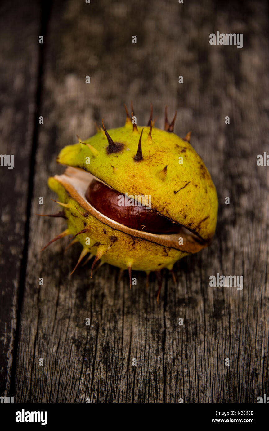 Horse Chestnut / Conker, Un Opened Spikey Case, on a wooden background ...