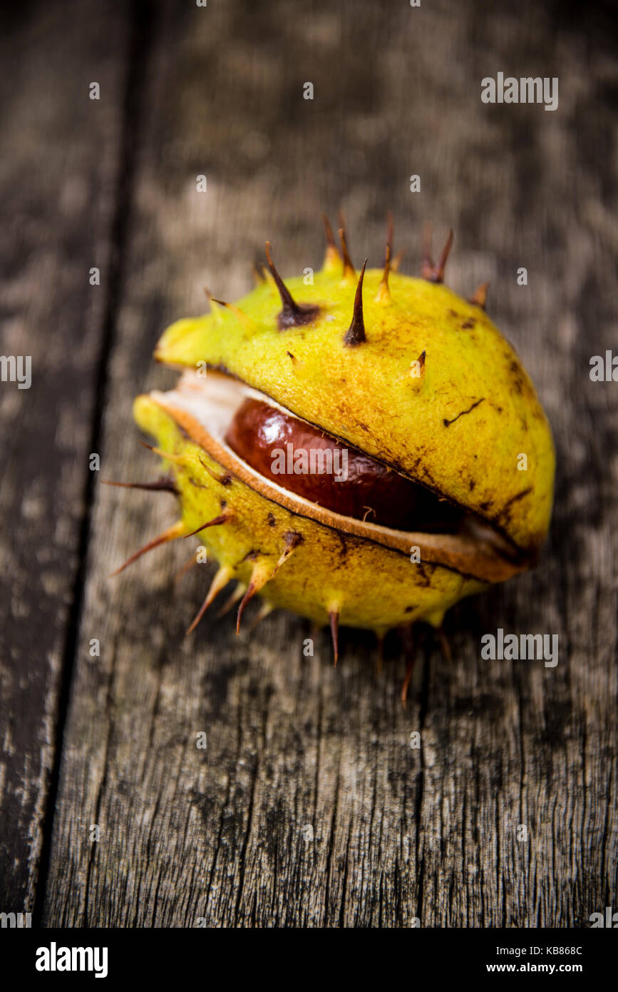Horse Chestnut / Conker, Un Opened Spikey Case, on a wooden background ...