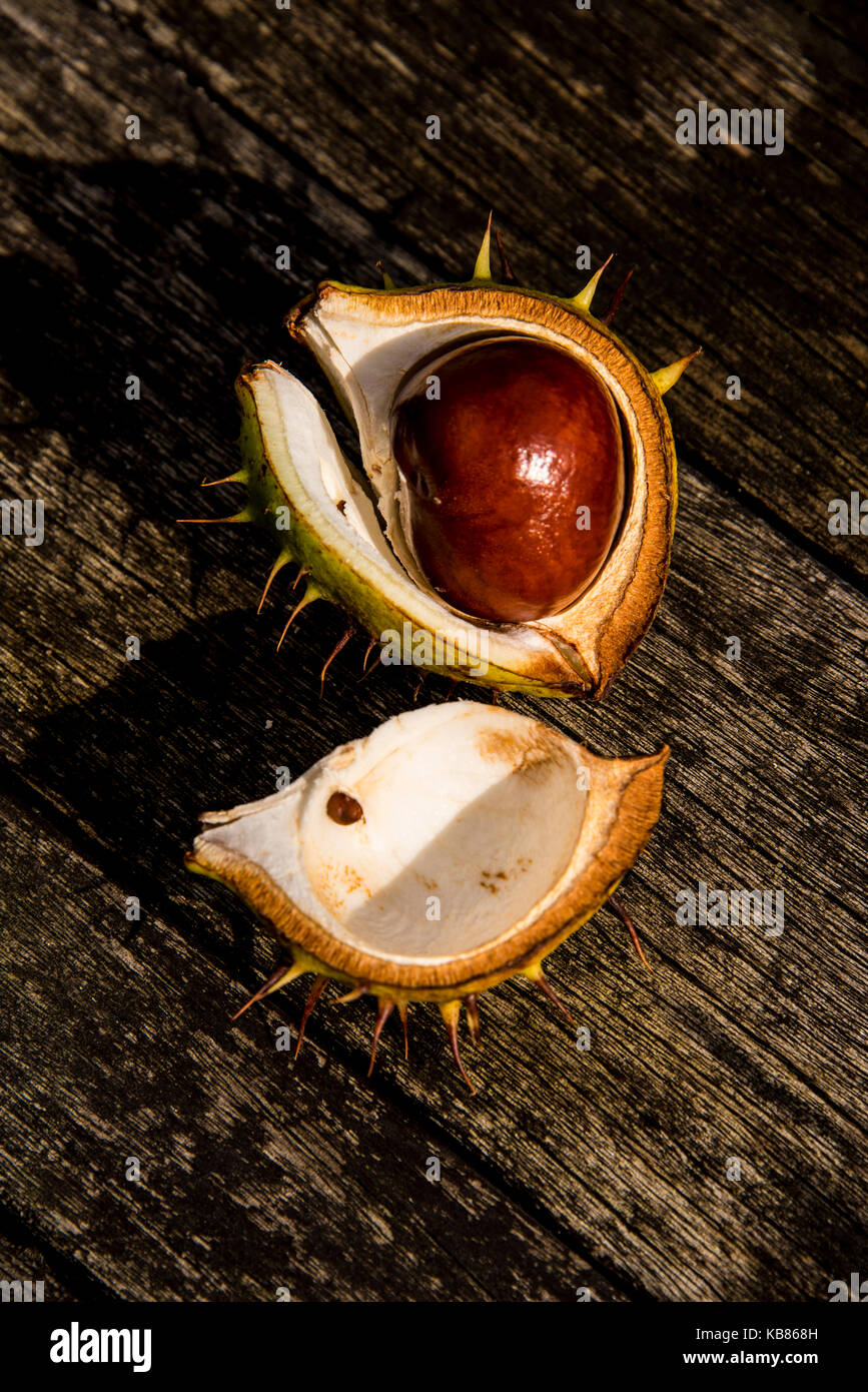 Conker / Horse Chestnut, Opened on a wooden background, UK Stock Photo ...