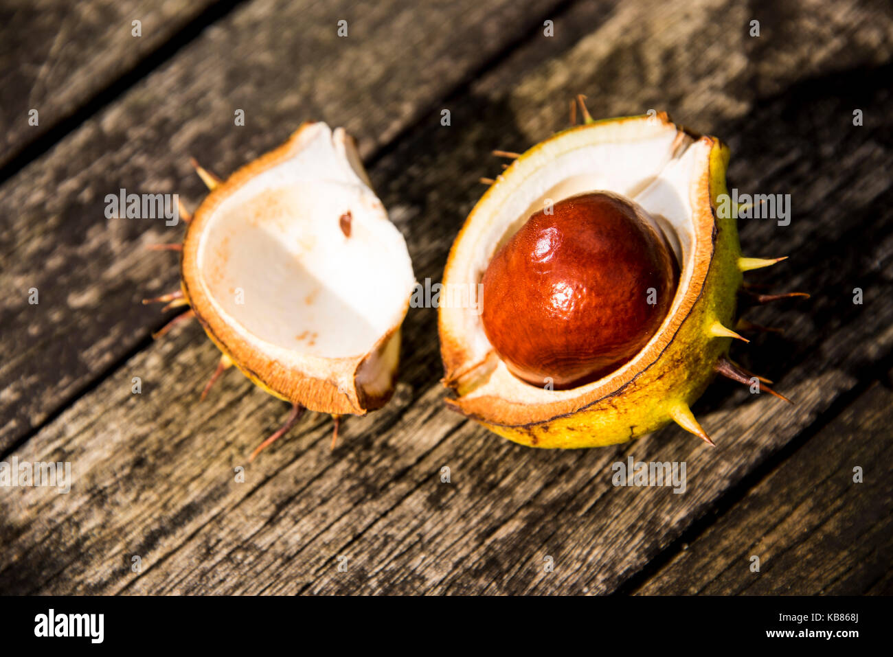 Conker / Horse Chestnut, Opened on a wooden background, UK Stock Photo ...