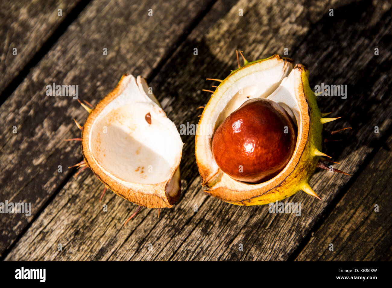 Conker / Horse Chestnut, Opened on a wooden background, UK Stock Photo ...