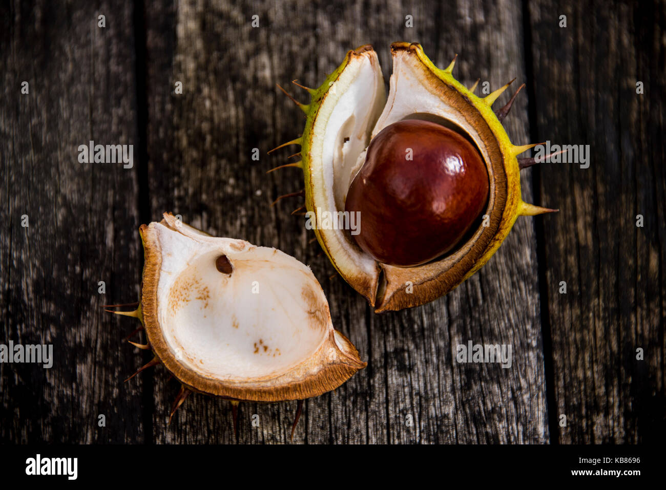 Conker / Horse Chestnut, Opened on a wooden background, UK Stock Photo ...
