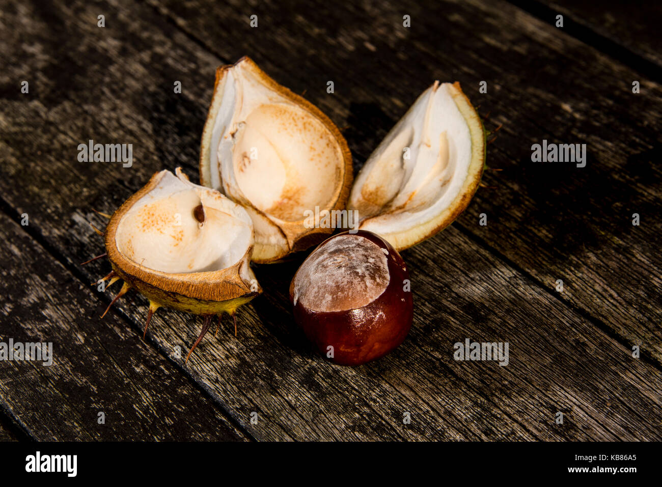 Conker / Horse Chestnut, Opened on a wooden background, UK Stock Photo ...