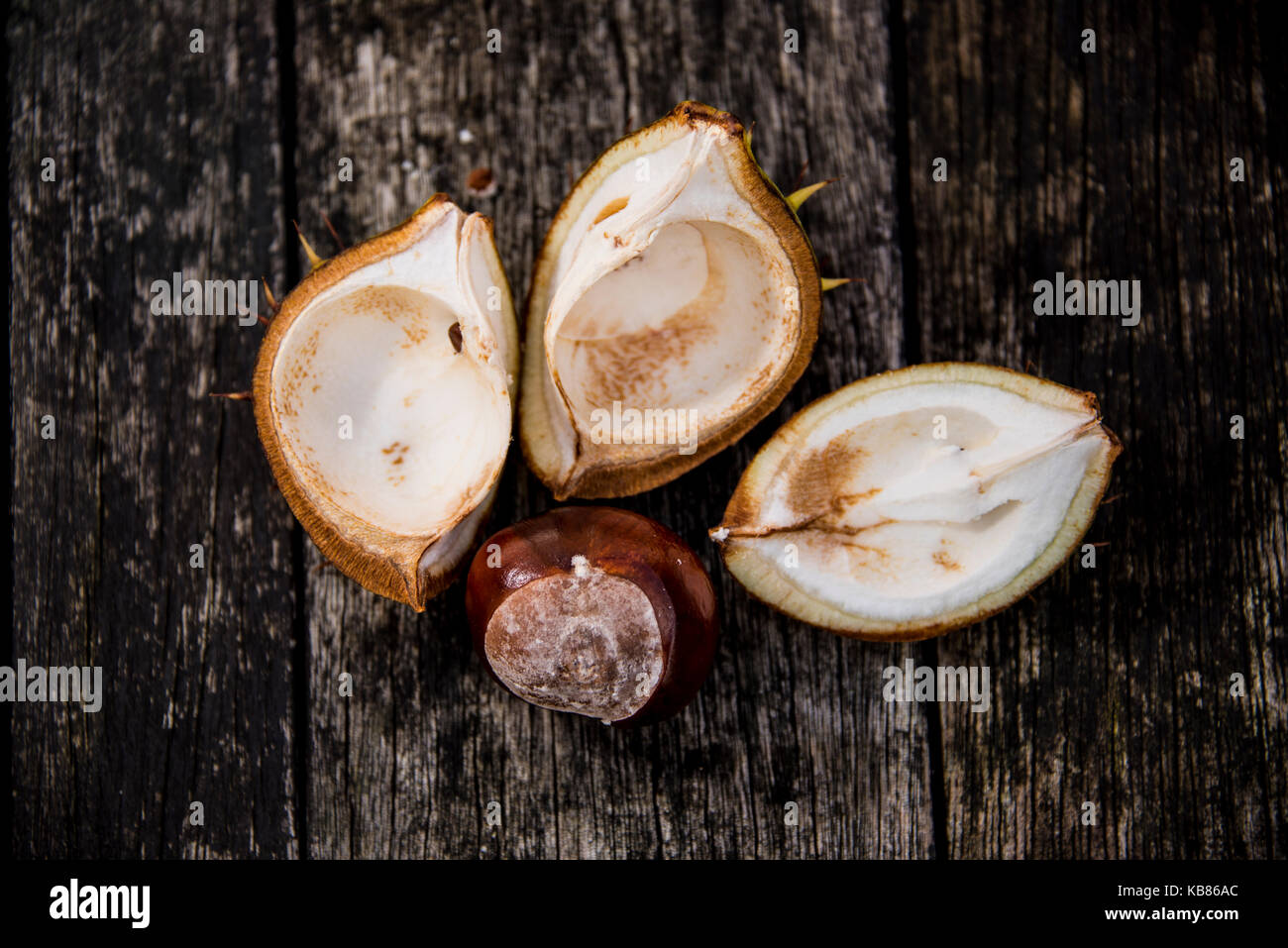 Conker / Horse Chestnut, Opened on a wooden background, UK Stock Photo ...