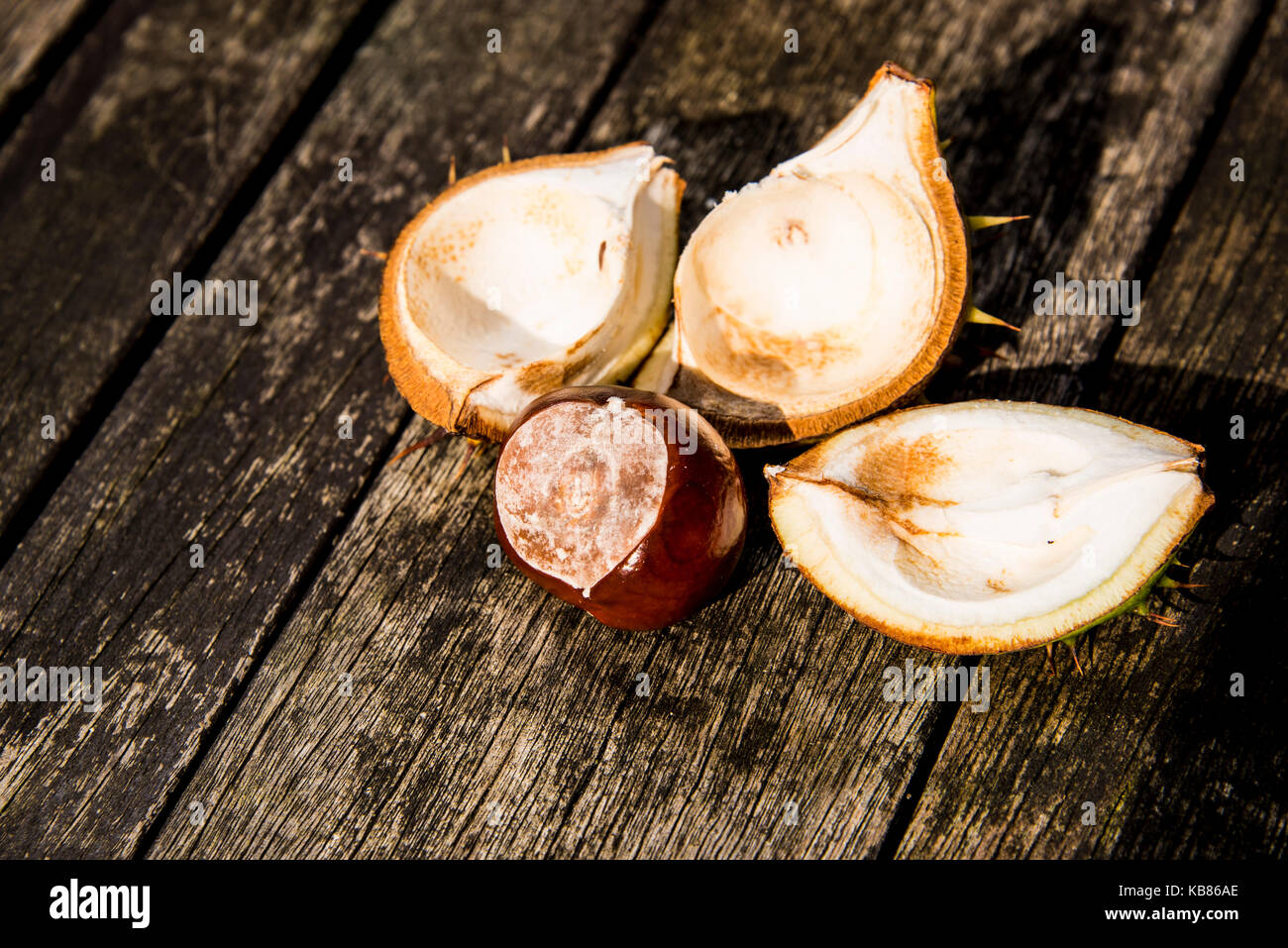 Conker / Horse Chestnut, Opened on a wooden background, UK Stock Photo ...
