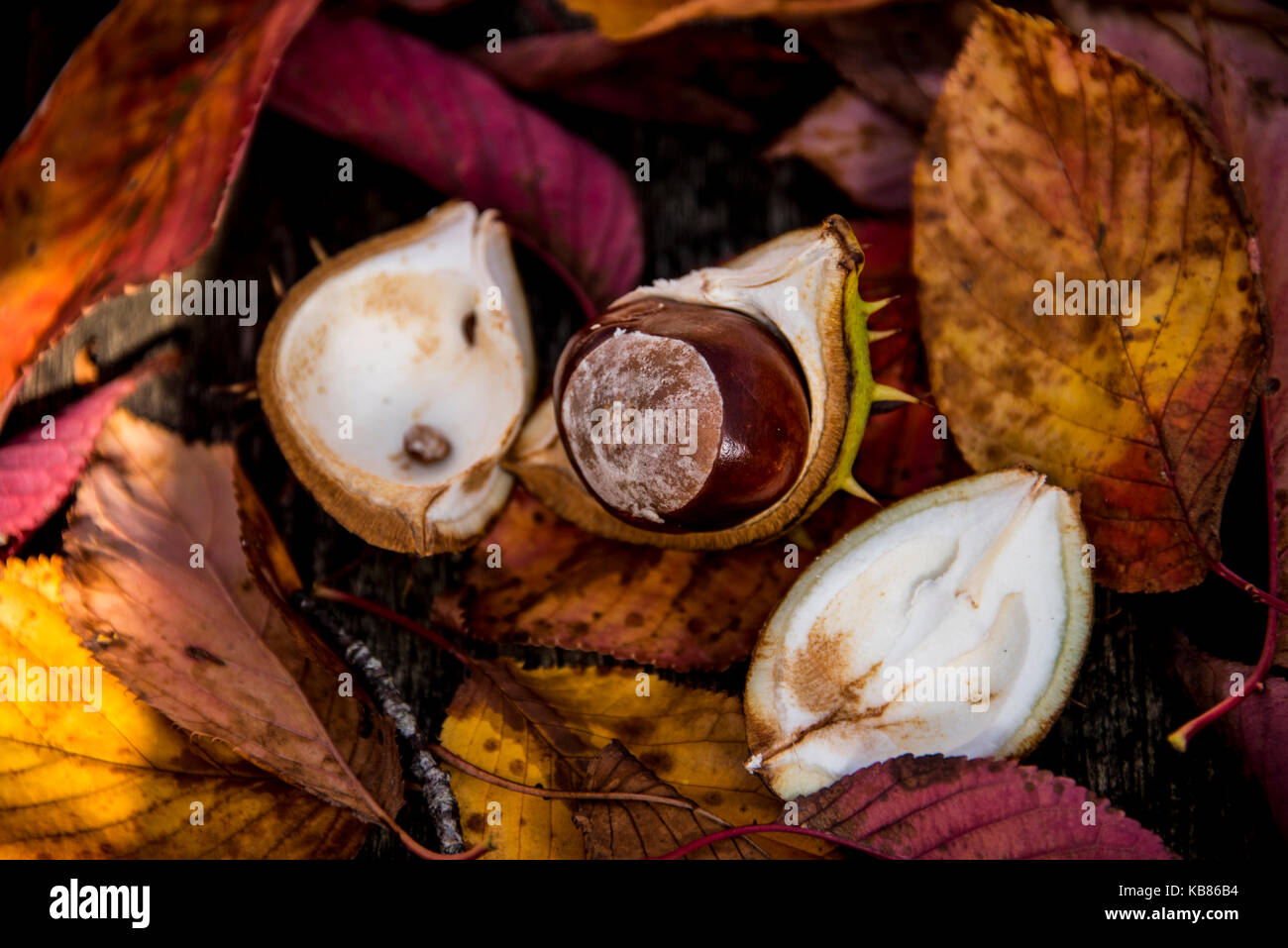Conker / Horse Chestnut with autumn leaves on a wooden background ...