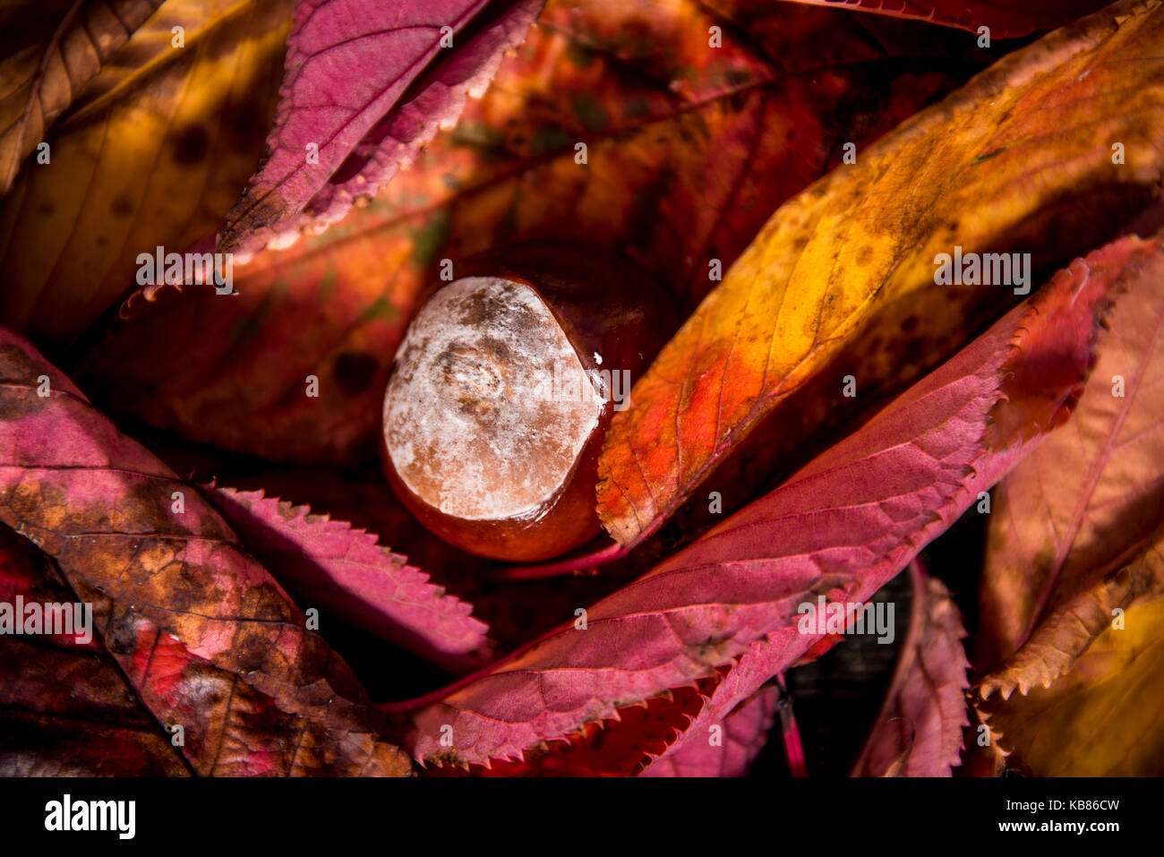 Conker / Horse Chestnut with autumn leaves on a wooden background ...