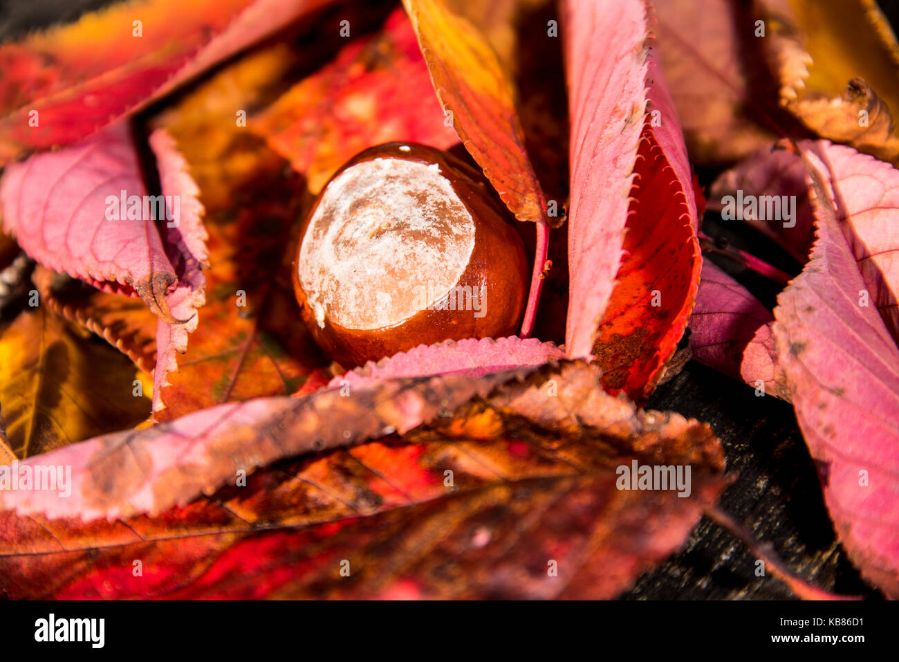 Conker / Horse Chestnut with autumn leaves on a wooden background ...
