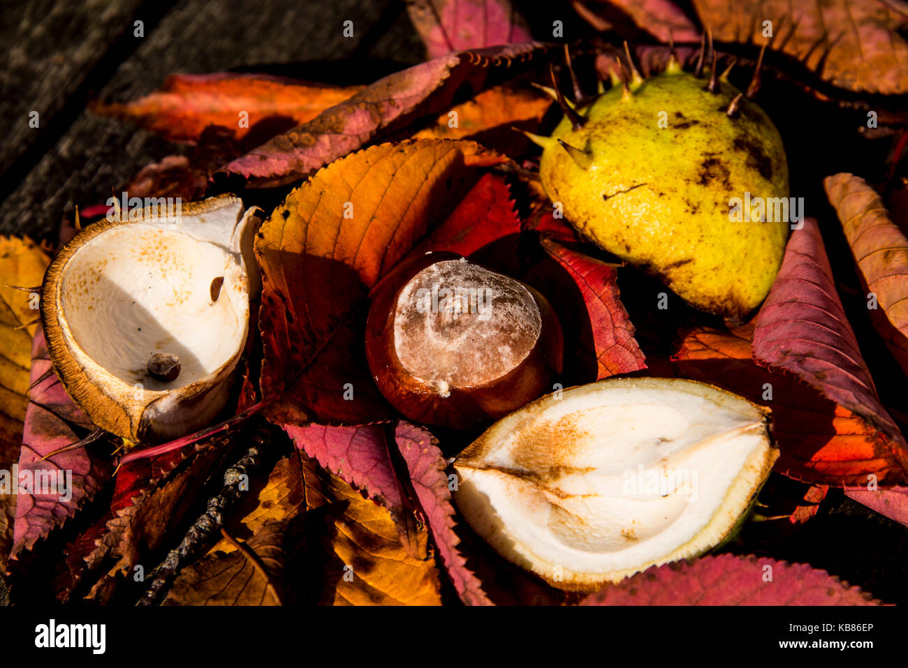 Conker / Horse Chestnut with autumn leaves on a wooden background ...