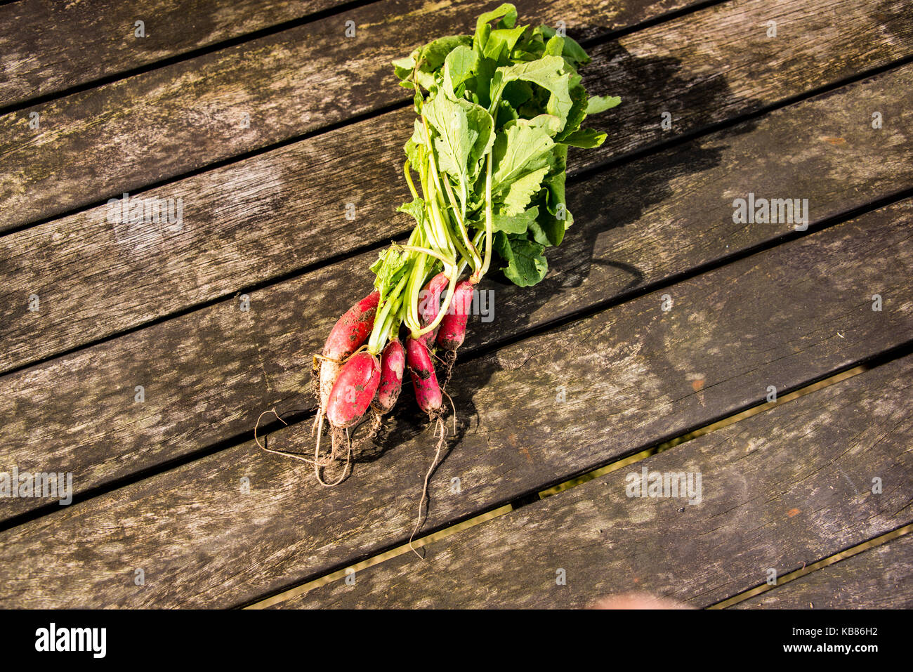 Freshly picked radishes on a wooden Background, UK Stock Photo - Alamy