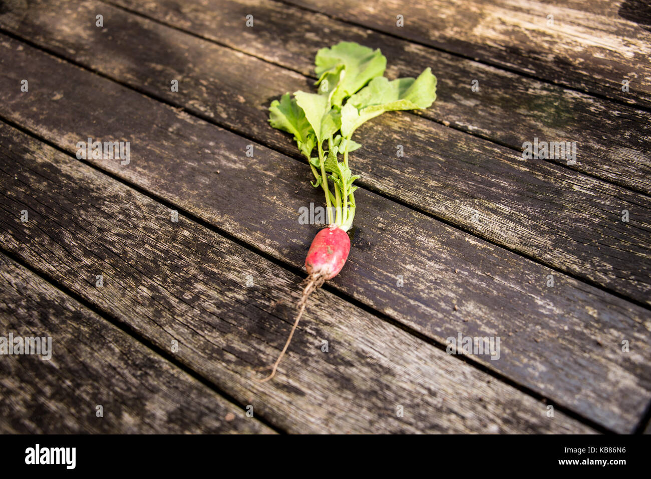 Freshly picked radishes on a wooden Background, UK Stock Photo - Alamy