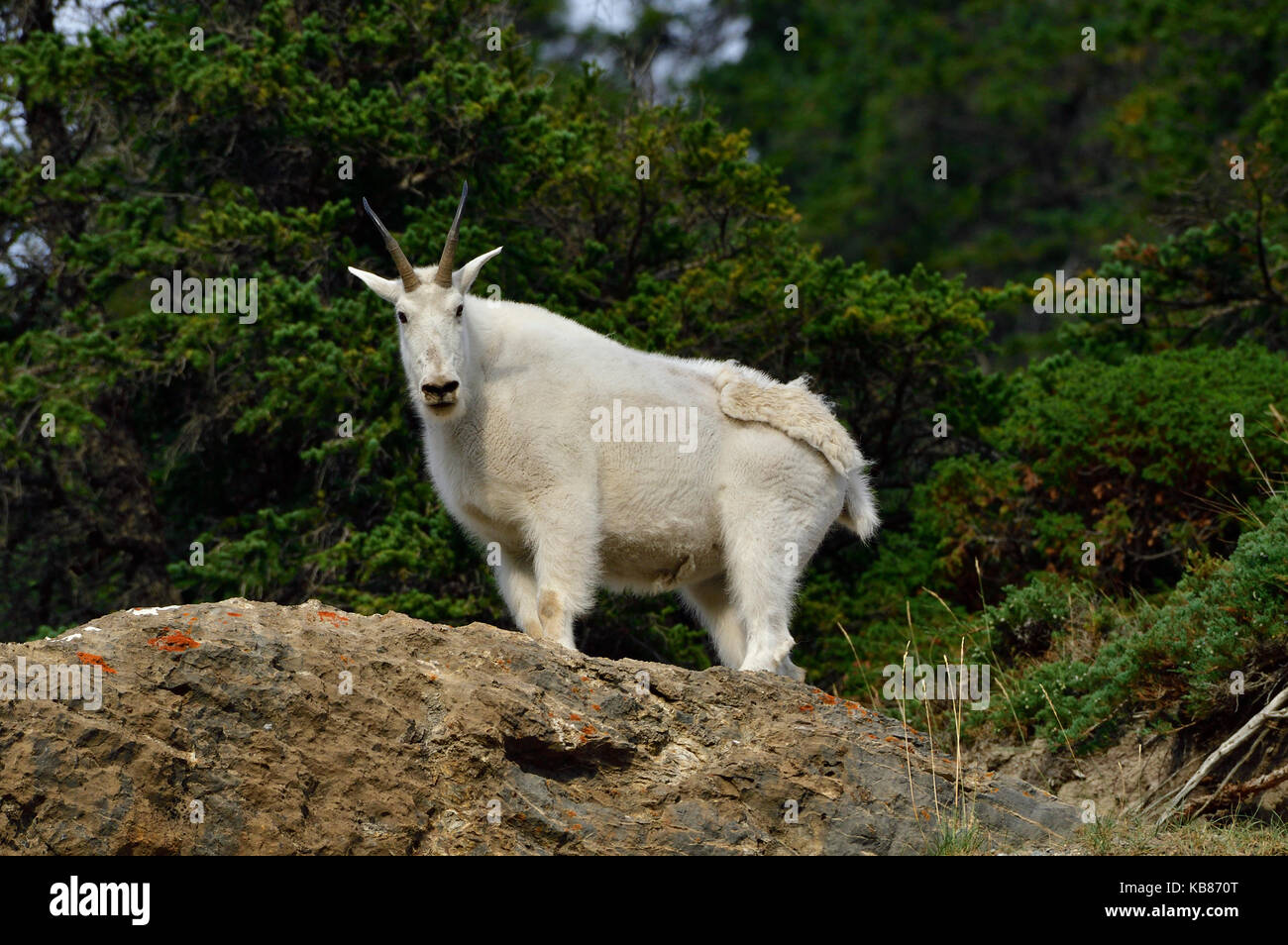 A white female mountain goat (Oreamnos americanus); on a rocky outcrop ...