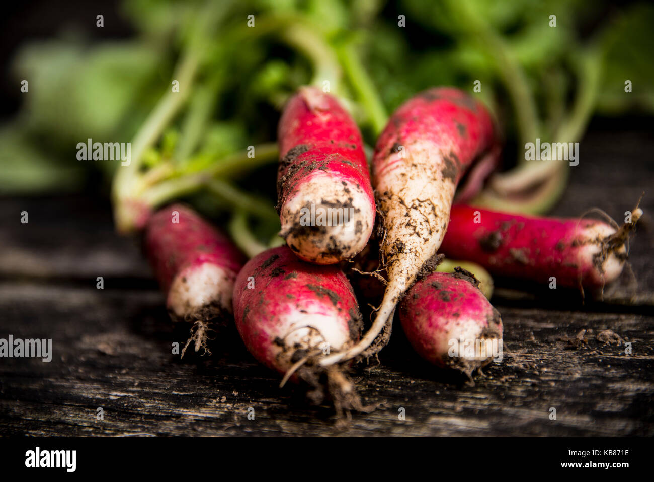 Freshly picked radishes on a wooden Background, UK Stock Photo - Alamy