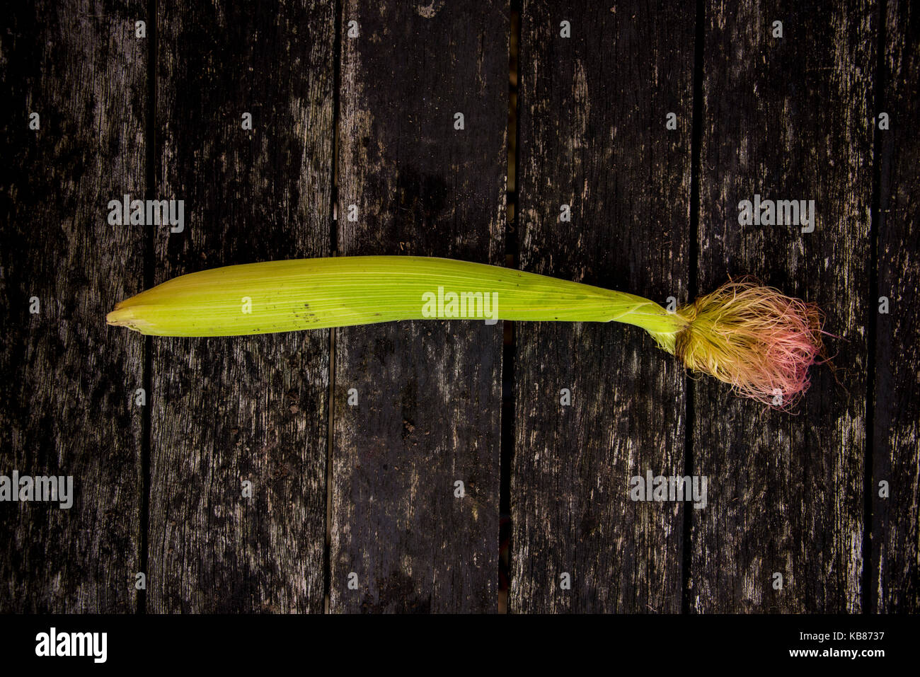 Freshly picked corn, Oxford, UK Stock Photo - Alamy