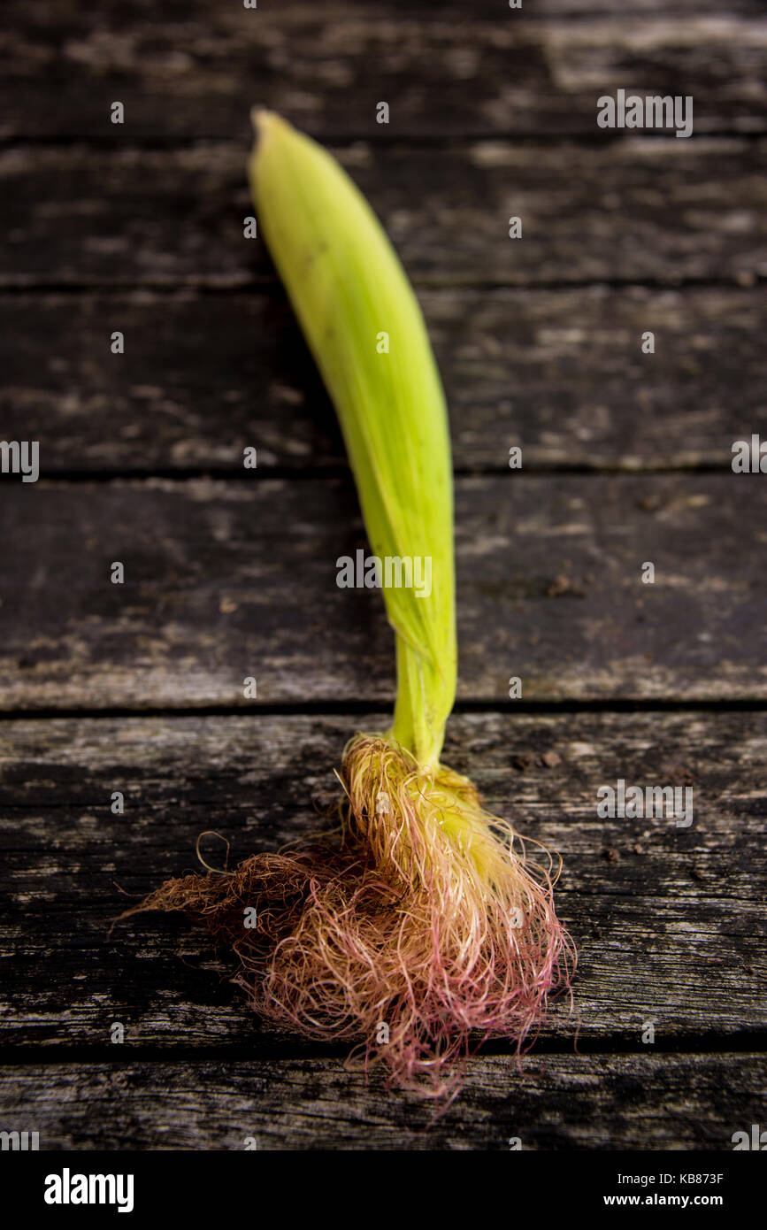 Freshly picked corn, Oxford, UK Stock Photo - Alamy