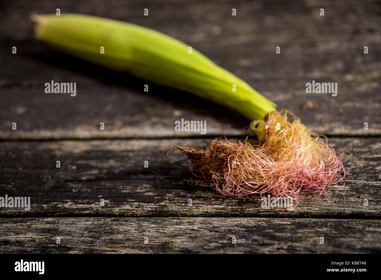 Freshly picked corn, Oxford, UK Stock Photo - Alamy