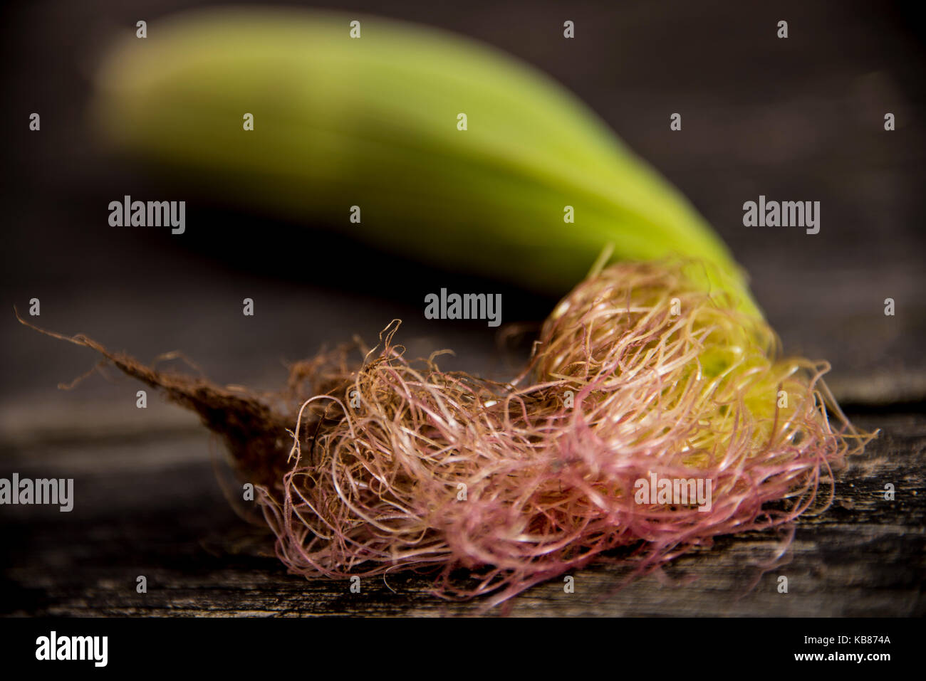 Freshly picked corn, Oxford, UK Stock Photo - Alamy