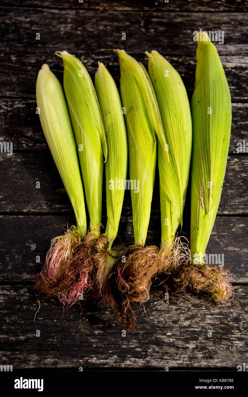 Freshly picked corn, Oxford, UK Stock Photo - Alamy