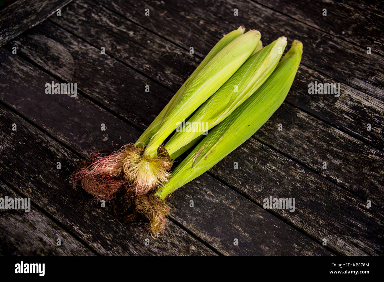 Freshly picked corn, Oxford, UK Stock Photo - Alamy