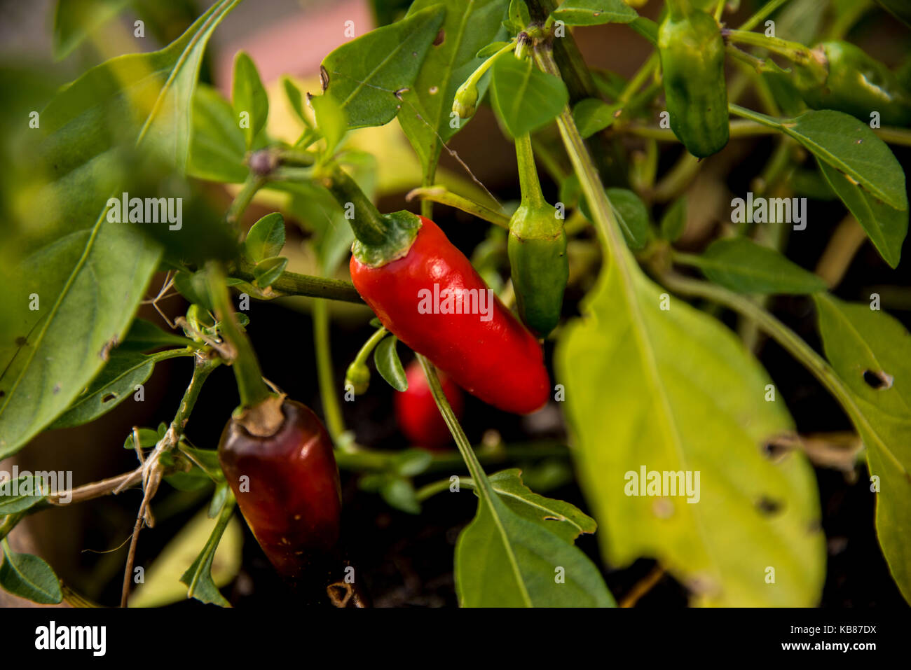 Chillis in pot hi-res stock photography and images - Alamy
