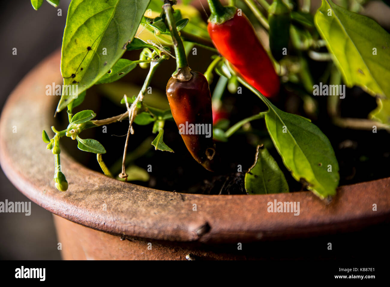 Chillis in pot hi-res stock photography and images - Alamy