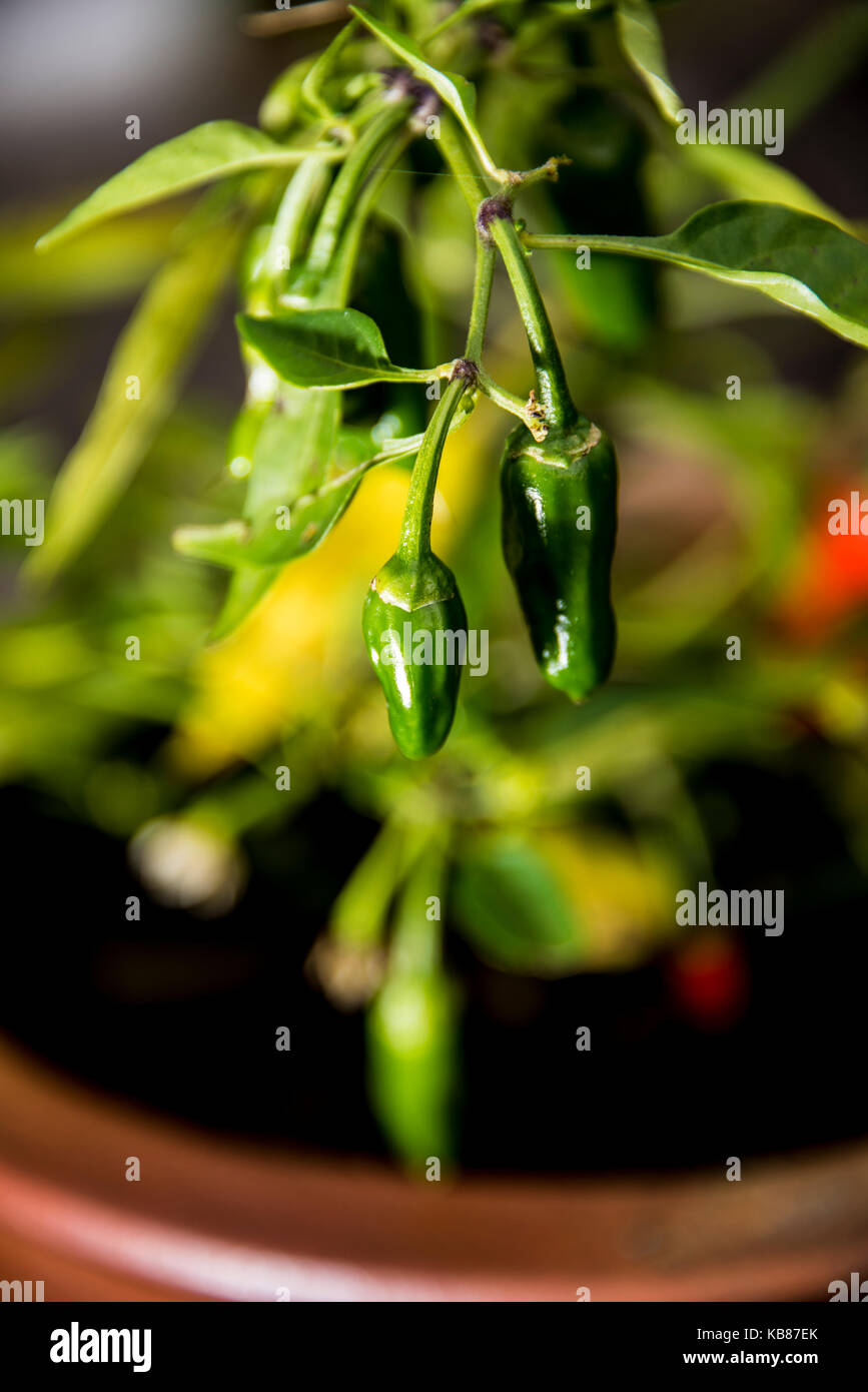 Chillis in pot hi-res stock photography and images - Alamy