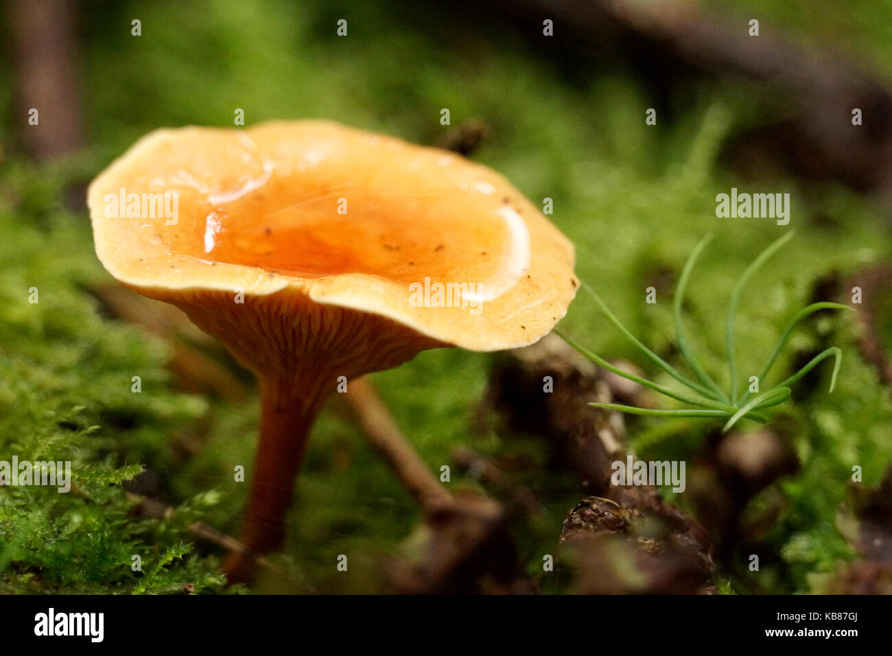 Rust mushroom hi-res stock photography and images - Alamy