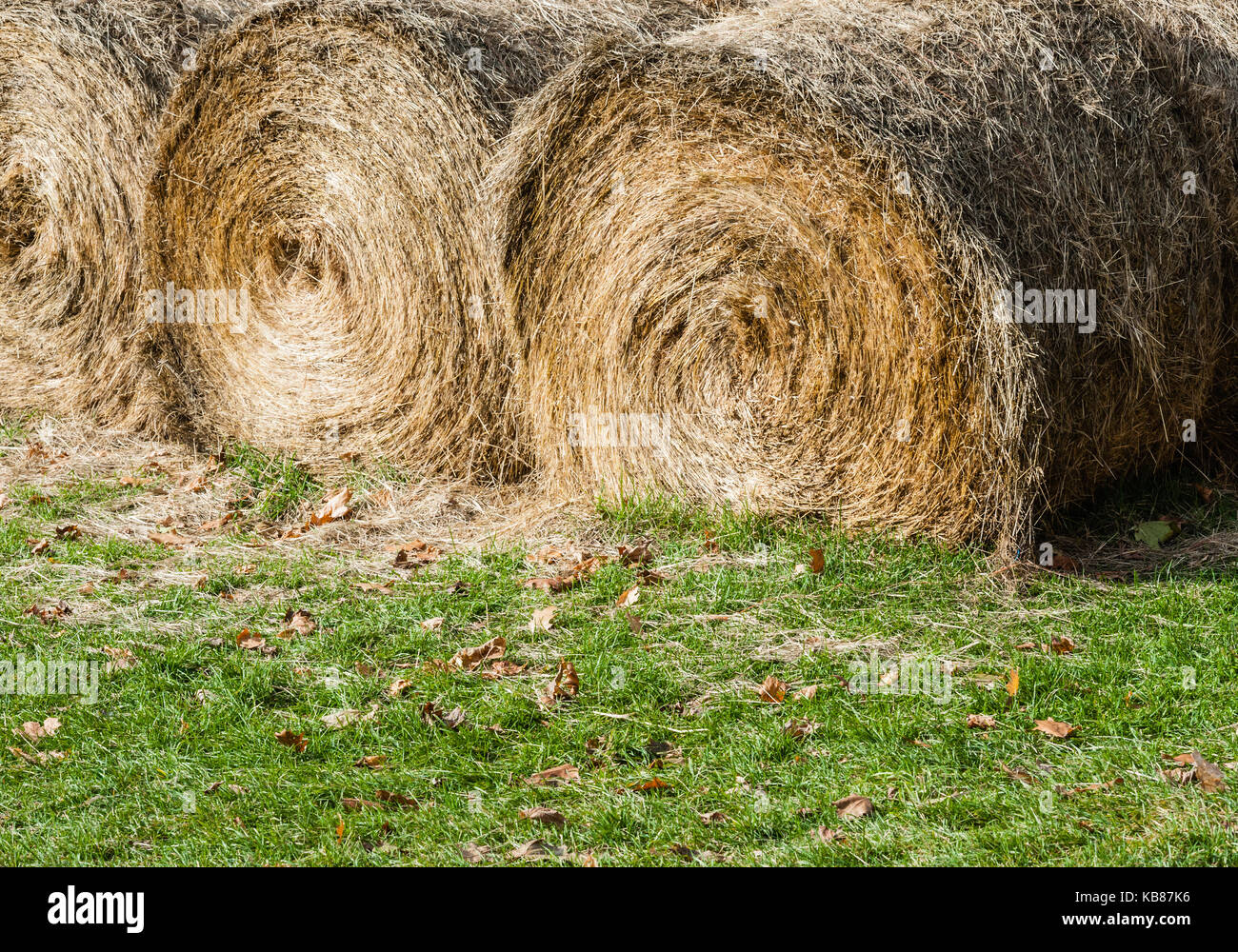 Large round hay bales drying on green grass Stock Photo - Alamy