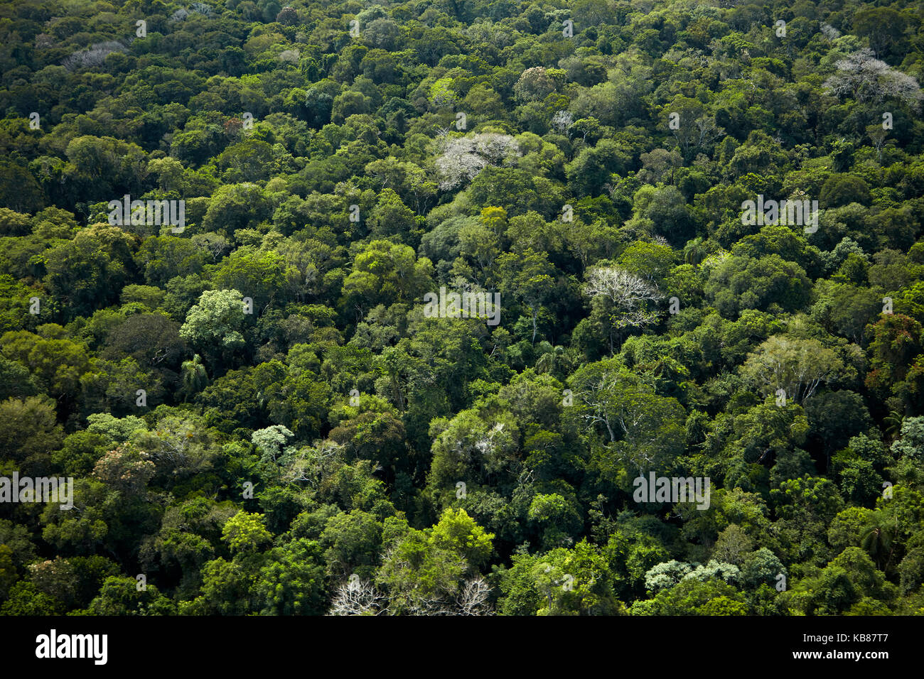 Brazil rainforest hi-res stock photography and images - Alamy