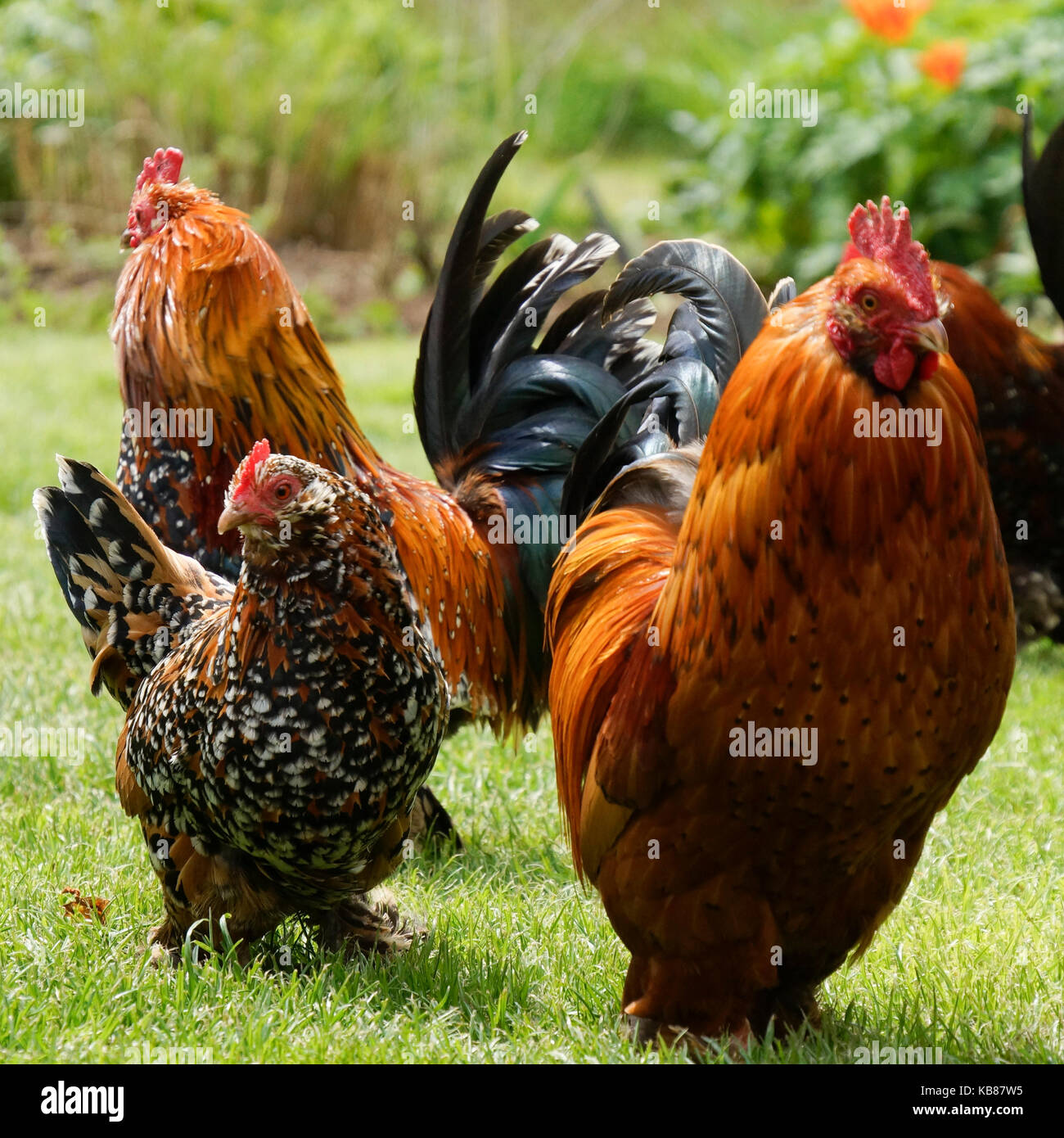 Chicken places hi-res stock photography and images - Alamy