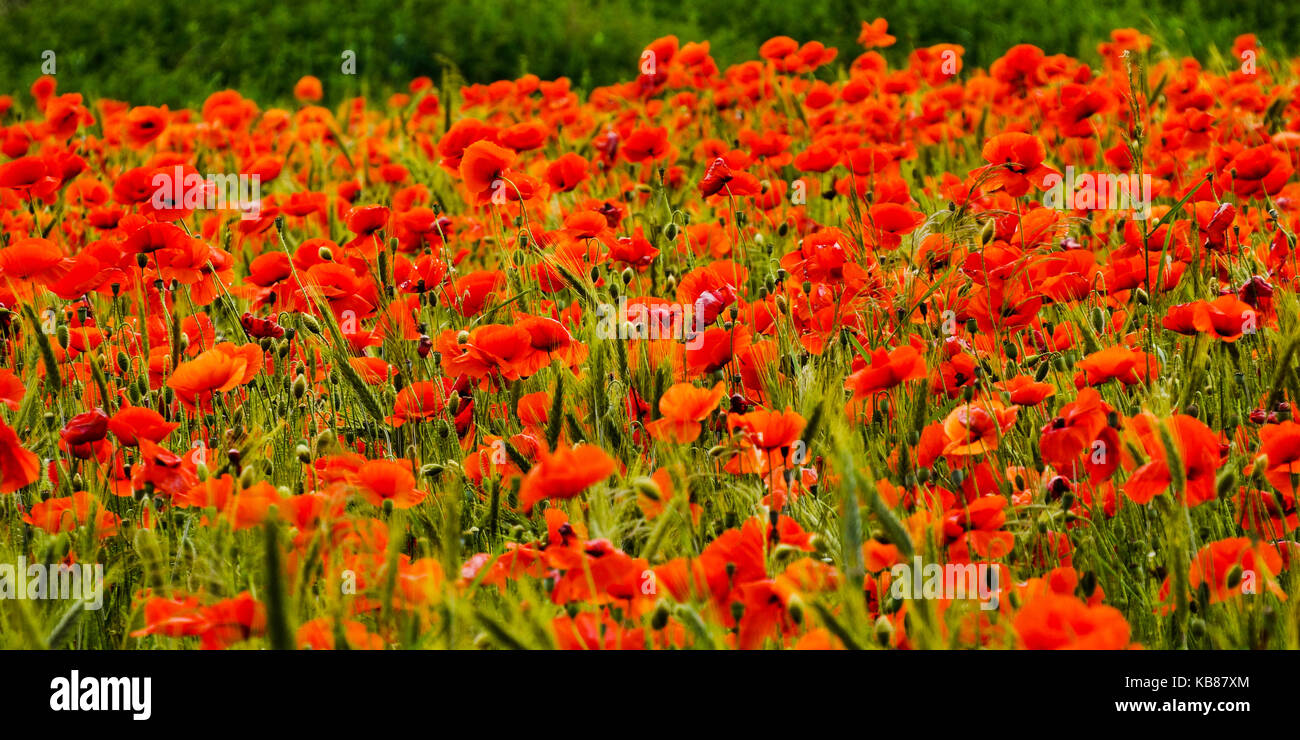 Panorama of a beautiful poppy field Stock Photo - Alamy