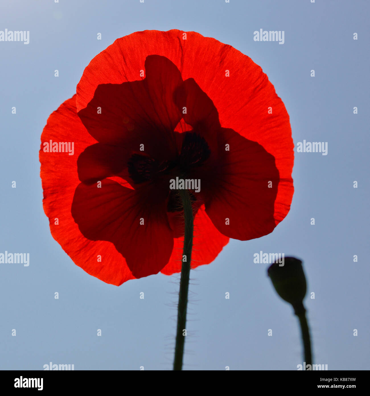 Poppy And Shadow High Resolution Stock Photography and Images - Alamy