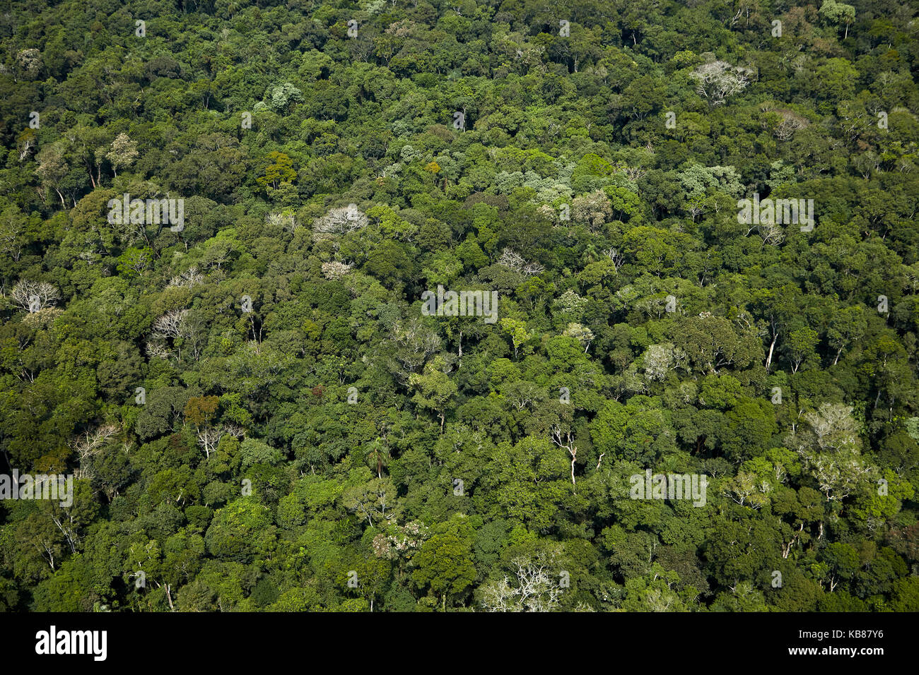 Brazil rainforest hi-res stock photography and images - Alamy