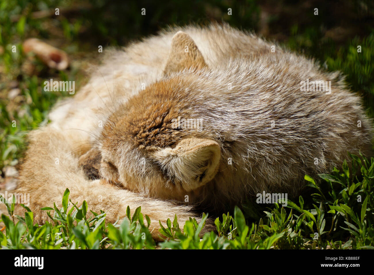 Steppe Fox High Resolution Stock Photography and Images - Alamy